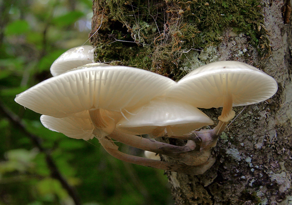 Los 15 hongos más raros del mundo – Micolegas de Spore World