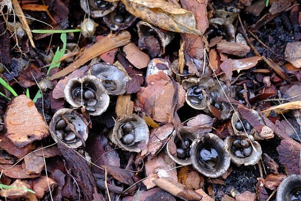 Los 15 hongos más raros del mundo – Micolegas de Spore World