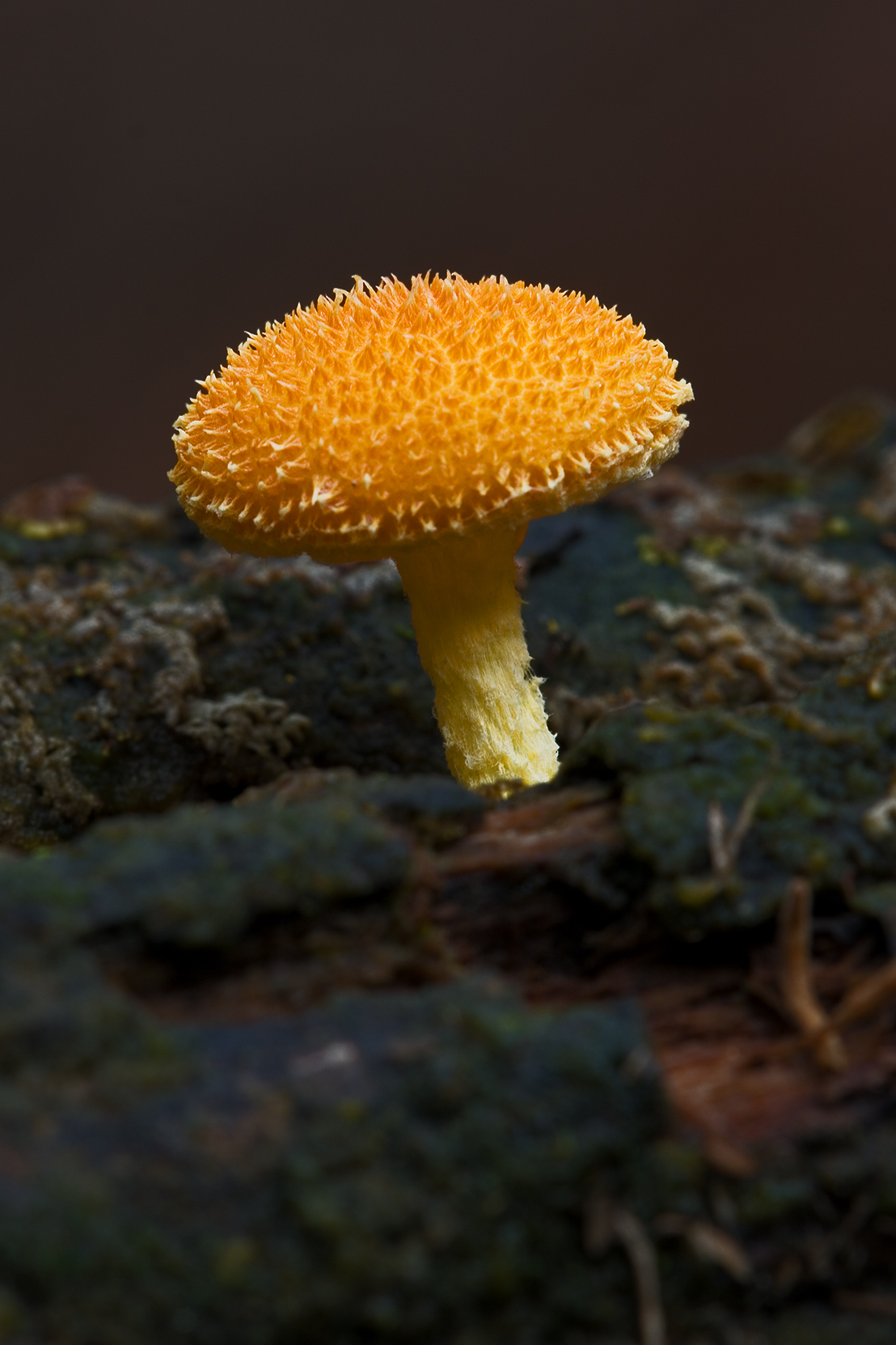 Los 15 hongos más raros del mundo – Micolegas de Spore World