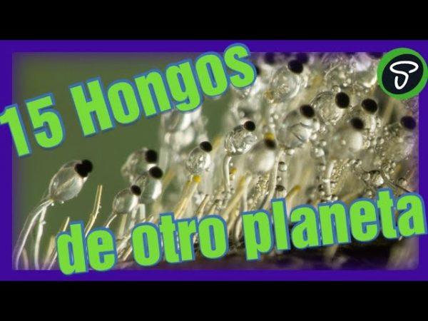 Los 15 hongos más raros del mundo – Micolegas de Spore World